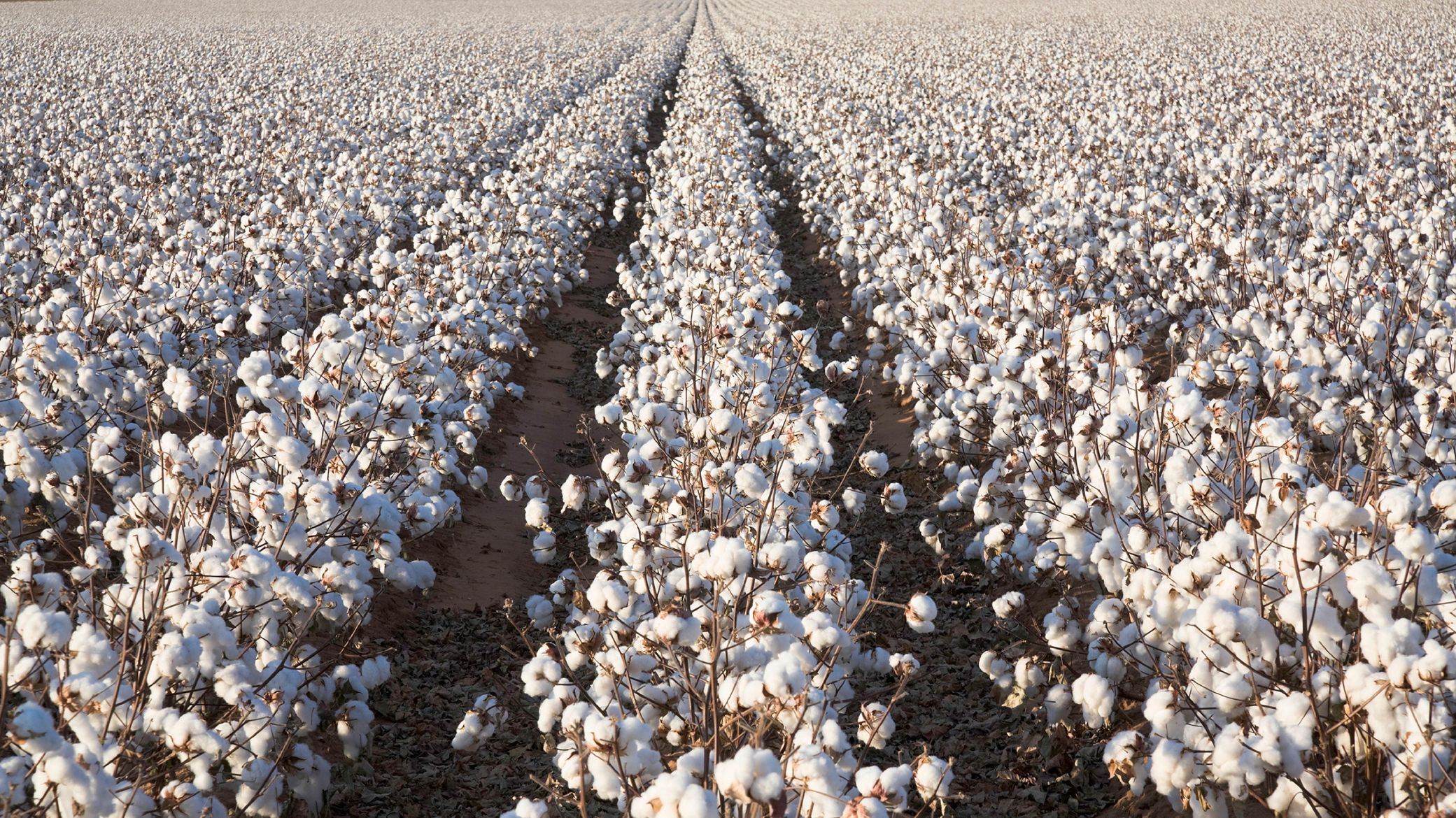 Better Cotton Initiative