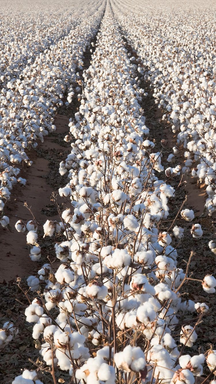 Better Cotton Initiative