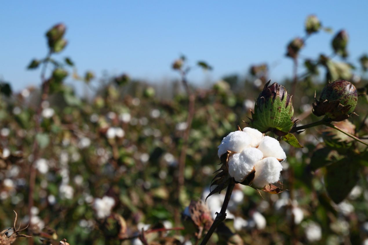 Better Cotton Country Snapshots